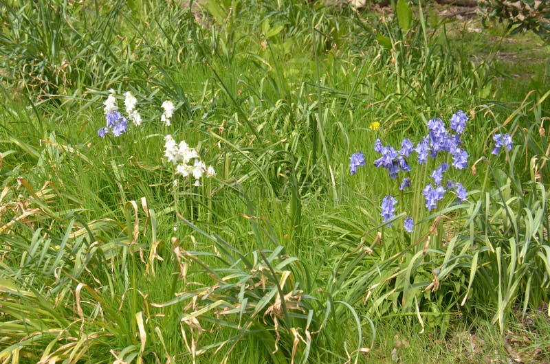 Assorted Bell flowers stock photo. Image of blooms, wildflowers - 63138744