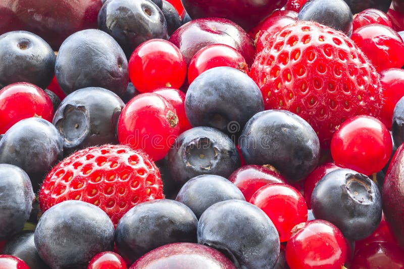 Assorted berries stock photo. Image of depth, macro, closeup - 25903484