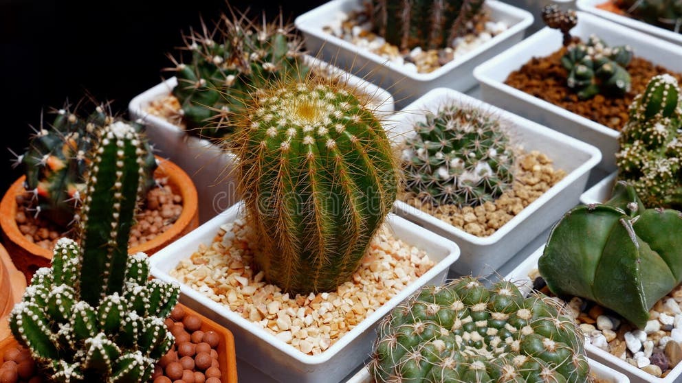 Assorted Cacti on Display in Small Stock Image - Image of beauty ...