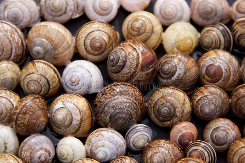 Assorted Color Of Snails Picture. Image: 88697142