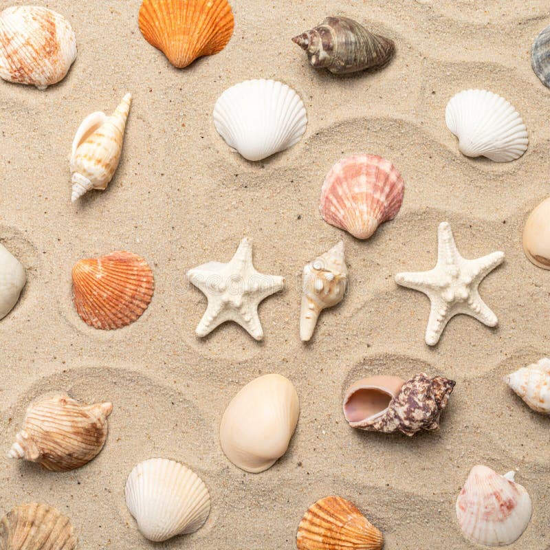 Assorted Colorful Seashells and Starfish Scattered on Tan Sand Beach ...