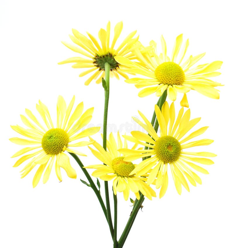 Daisy Bunch stock photo. Image of hobby, yard, stems, wild - 969136