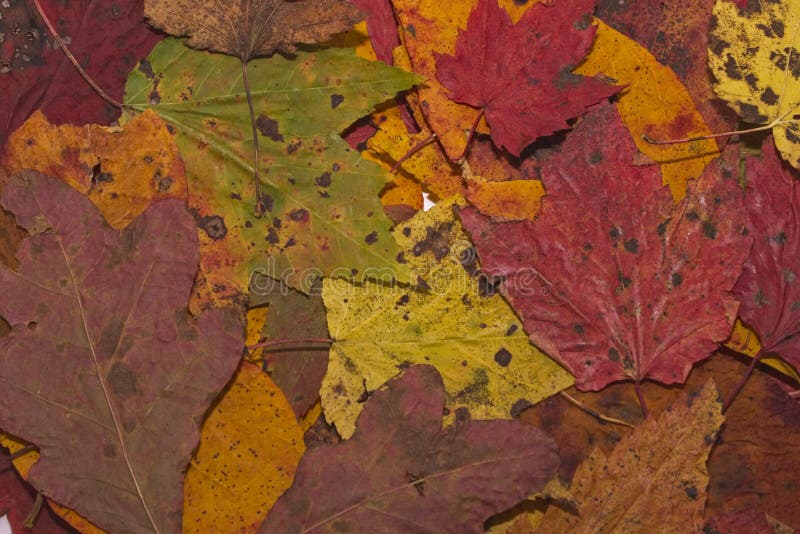 Assorted Fall Leaves in Various Colors Stock Image - Image of november ...