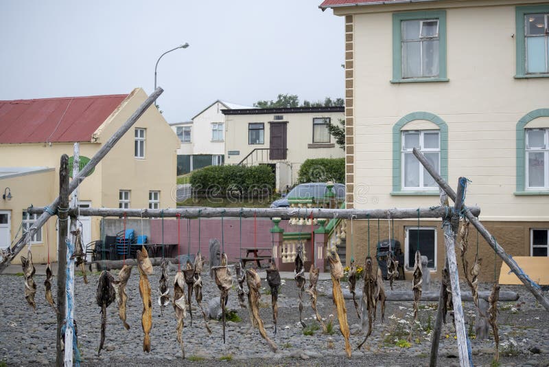 Assorted Fish Hanging from Fish Drying Rack in North Iceland Editorial ...