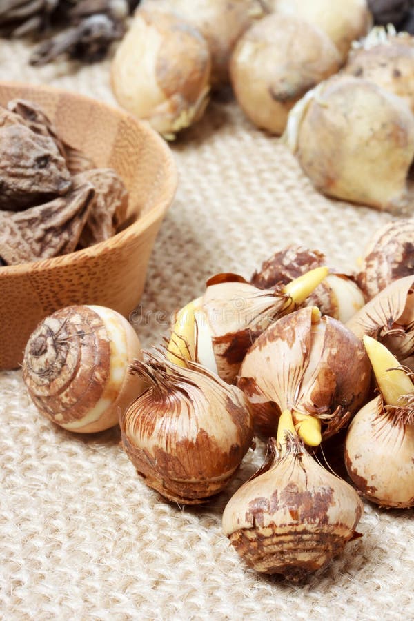 Assorted flower bulbs stock image. Image of garden, nature - 27491641