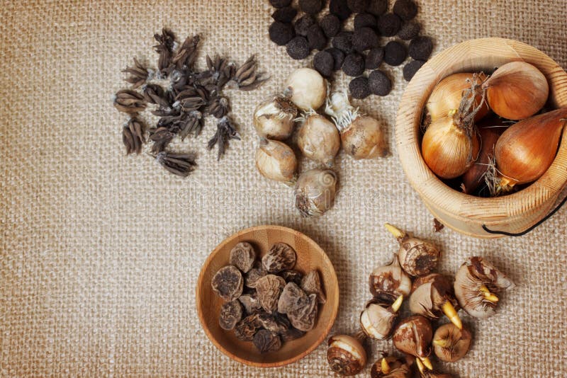 Assorted flower bulbs stock photo. Image of group, anemone - 27888718