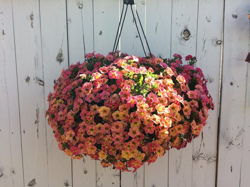 Assorted Flower Hanging Basket with Rustic Wooden Background. the Mix ...