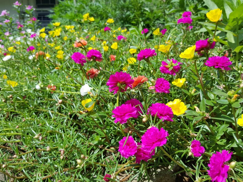 Assorted flowers stock image. Image of pretty, flowerbed - 99181123