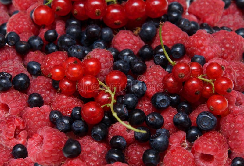 Assorted fruits stock photo. Image of fruit, group, bush - 1190424