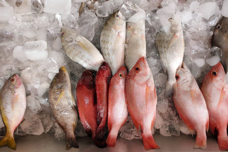 Fresh Fish on Ice at the Fish Market Stock Image - Image of aurata ...