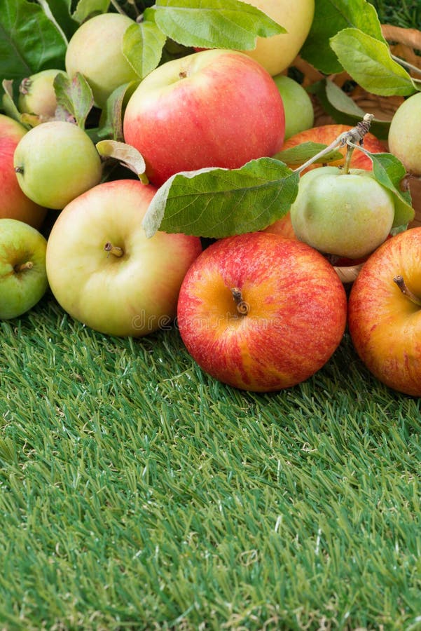 Assorted Fresh Garden Apples on Green Grass and Space for Text Stock ...