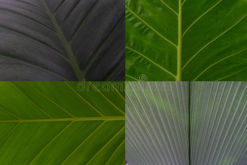 Assorted Fresh Green Leaves Background. Green Leaf Texture Stock Image ...