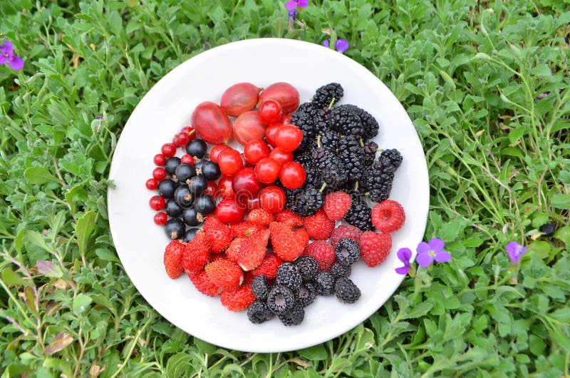 Assorted garden berries stock photo. Image of dessert - 67285630