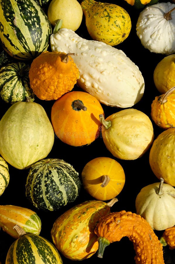 Assorted Gourds stock image. Image of autumn, season - 21255903