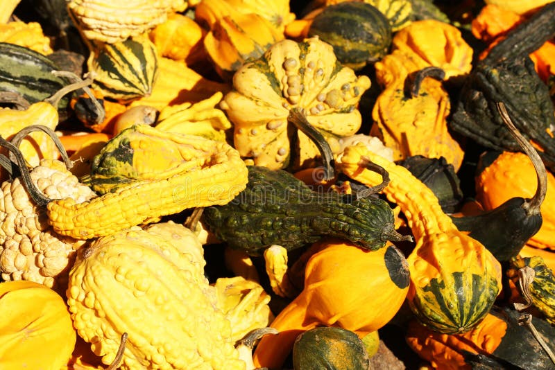 Assorted Gourds stock image. Image of autumn, season - 21255903