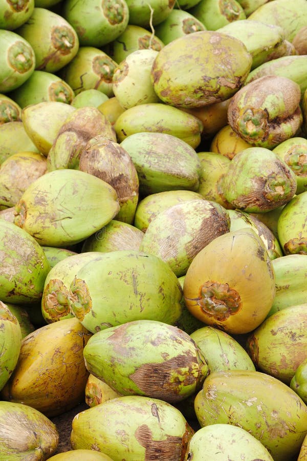 Assorted green coconuts stock photo. Image of delicious - 30746402
