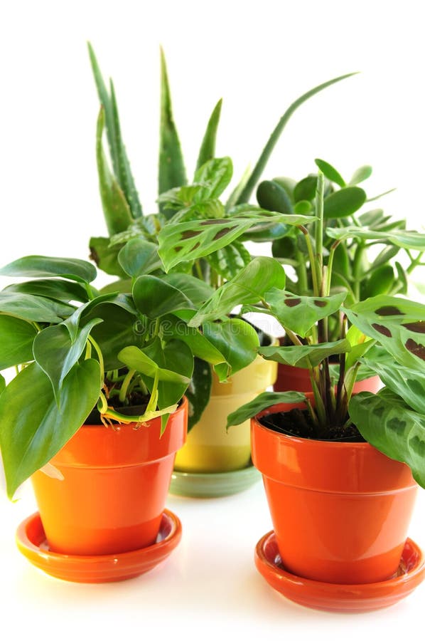 Assorted houseplants stock image. Image of botanical, growth - 4259359