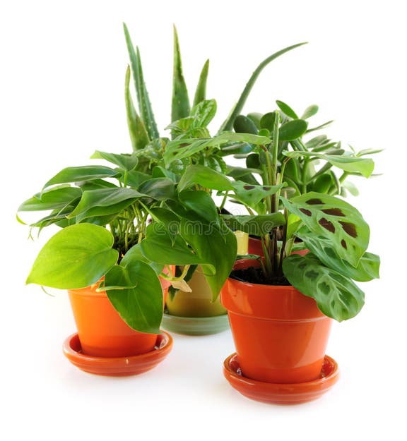 Assorted houseplants stock image. Image of botanical, growth - 4259359