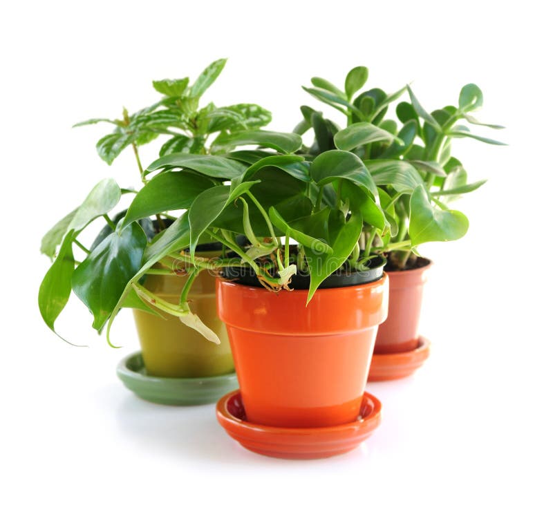 Assorted houseplants stock image. Image of growth, foliage - 4302725