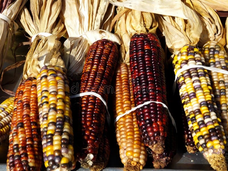 Assorted Indian Corn stock image. Image of kernel, corn - 94991553