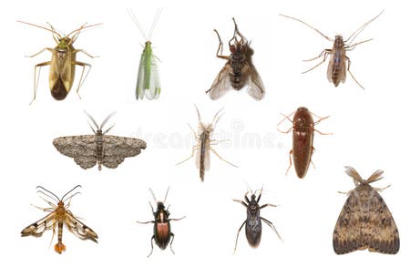 Assorted Insects Isolated on White Stock Image - Image of isolated ...
