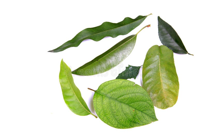 Assorted leaves stock photo. Image of nature, leaves - 16335124