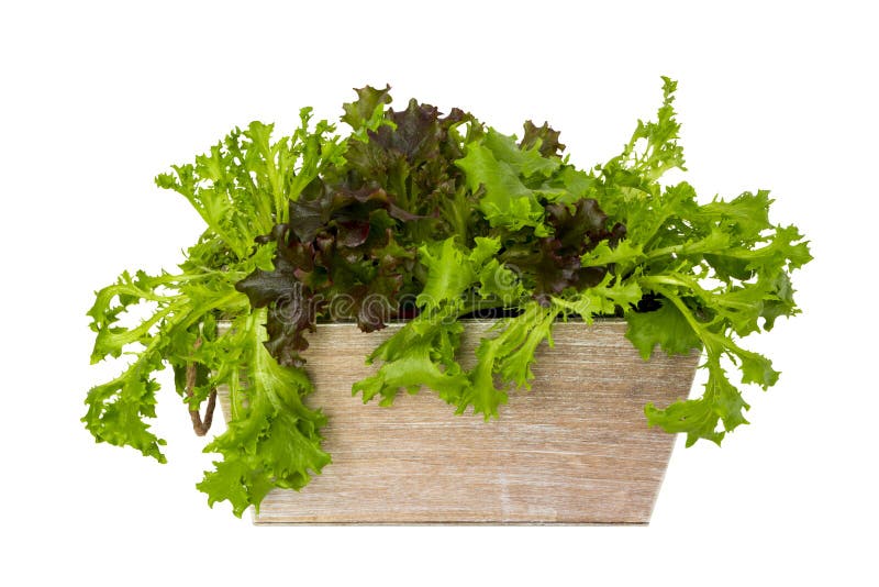 Assorted lettuce stock photo. Image of lifestyle, healthy - 147415660