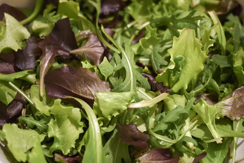 Assorted lettuce leaves stock image. Image of leafy - 114063977