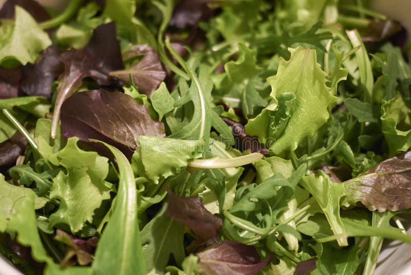 Assorted lettuce leaves stock image. Image of meal, leafy - 114063913