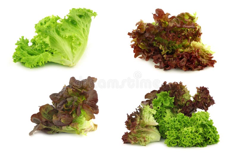Assorted lettuce stock image. Image of mixed, farming - 25506095