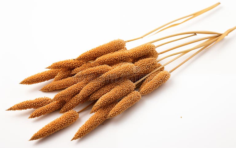Assorted Millets on White Background Stock Illustration - Illustration ...