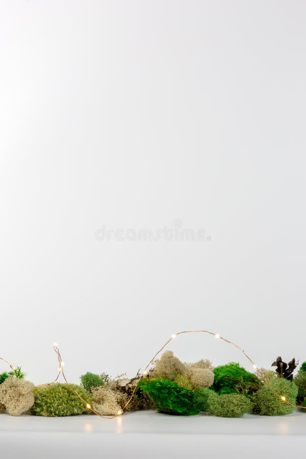 Assorted Moss with Wire Lights Against White Background Stock Image ...