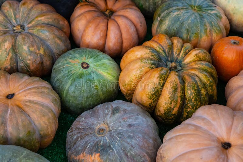 Assorted Multi Colored Pumpkins Stock Photos - Free & Royalty-Free ...