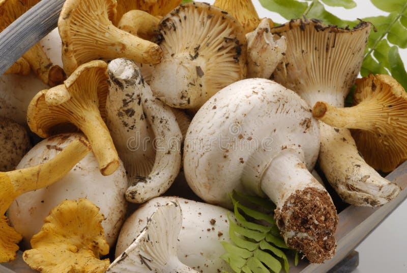 Assorted mushrooms. stock photo. Image of vegetable, horizontal - 11964698