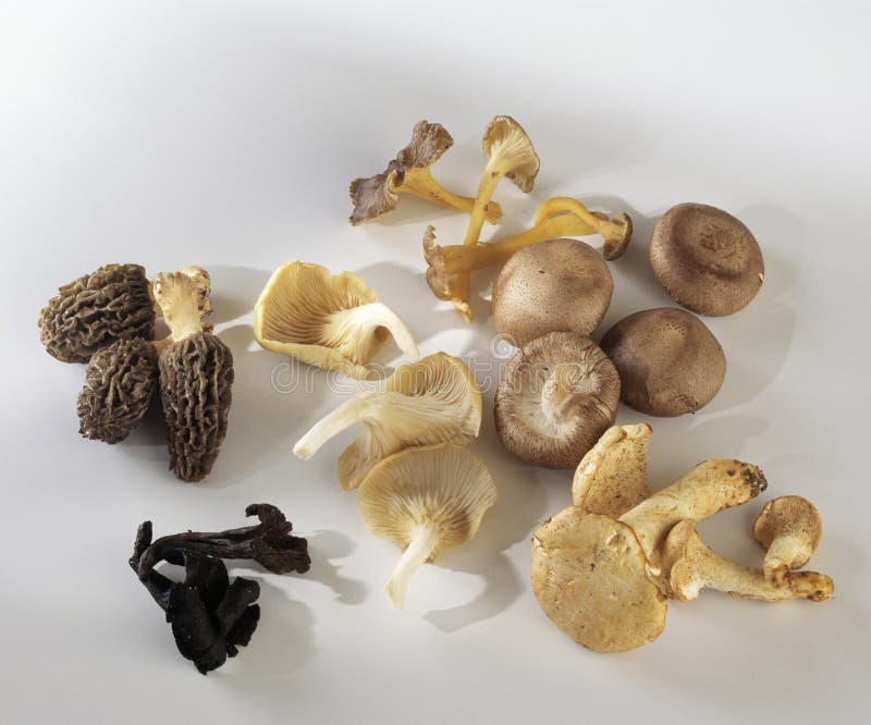 Assorted mushrooms stock photo. Image of variety, beige - 23705168