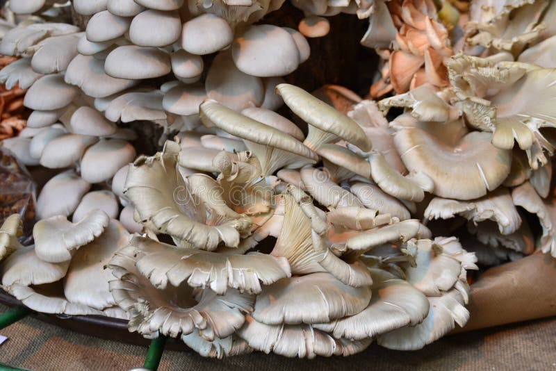 Assorted Mushrooms stock photo. Image of healthy, nutritious - 26516528