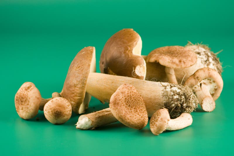 Assorted Mushrooms stock photo. Image of multiple, green - 3856170