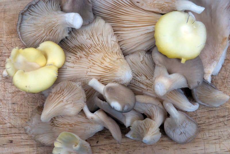 Assorted mushrooms stock image. Image of fungus, close - 7221295
