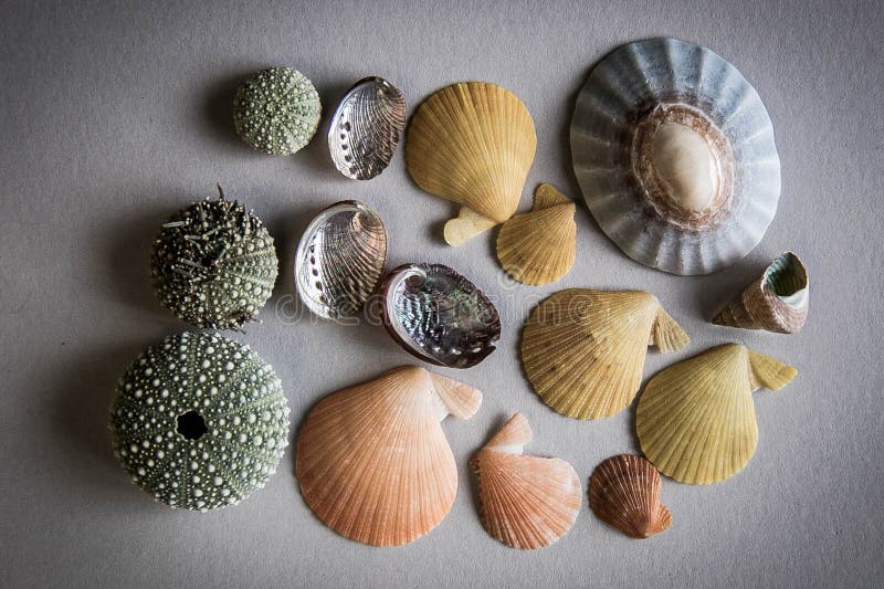 Assorted New Zealand Shells Stock Photos - Free & Royalty-Free Stock ...