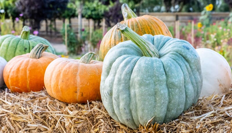 Assorted Organic Pumpkins stock image. Image of gerden - 159718789