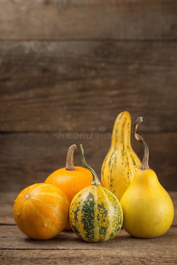 Decorative gourds stock photo. Image of studio, gourd - 26800576