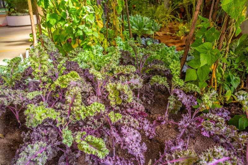 Assorted Palm Kale in Raised Bed, Vegetable Garden (Brassica Oleracea ...