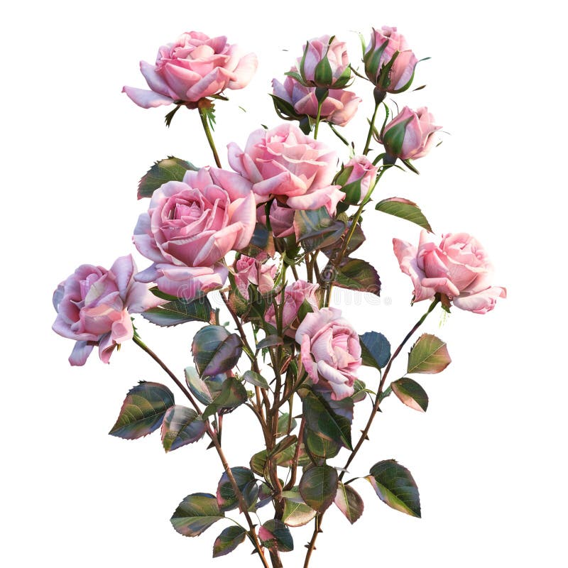 Assorted Pink Roses on White Background Render Ultra, Generative AI ...