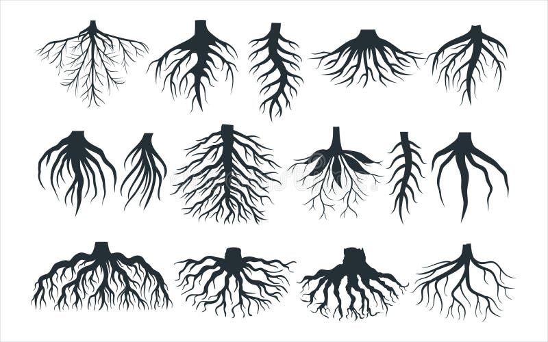 Assorted Plant Root Type Shape Vector Graphic Design Template Set for ...