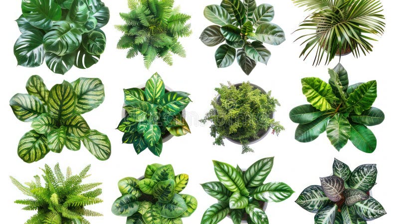 Assorted Potted House Plants - Top View Isolated Template for Interior ...
