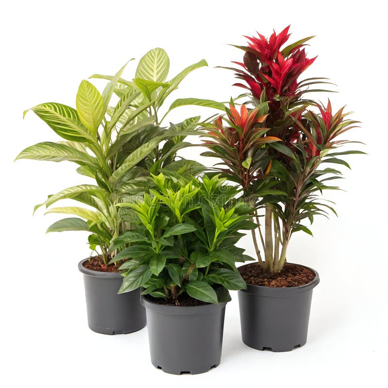 Assorted Potted Plants Isolated on White Background Stock Illustration ...
