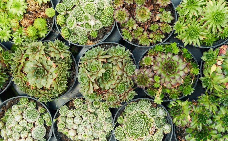 Assorted Potted Plants Rows Stock Photos - Free & Royalty-Free Stock ...