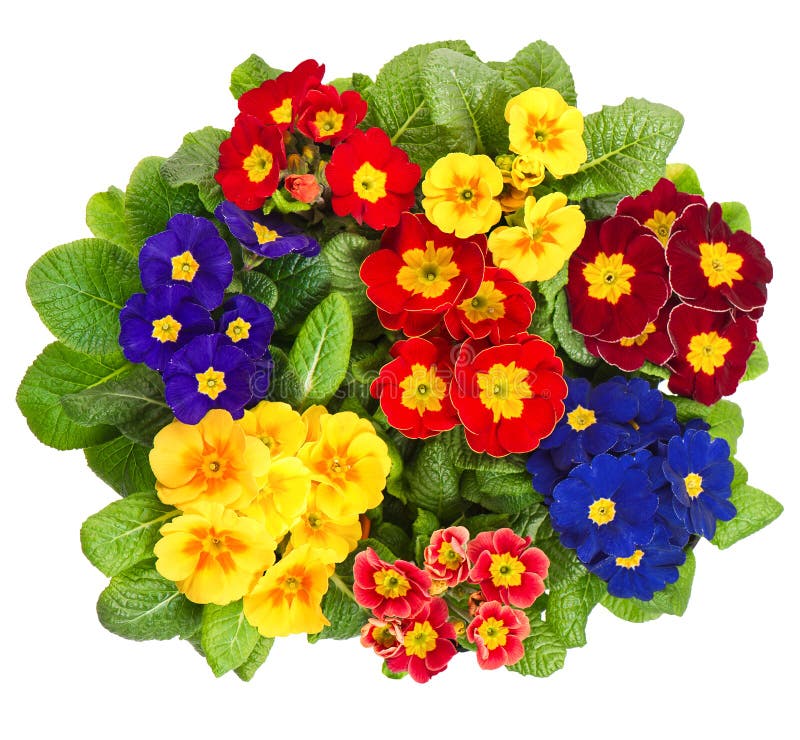 Assorted Primula Flowers with Easter Eggs Stock Image - Image of ...