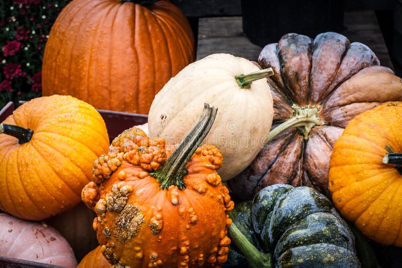 Assorted Pumpkins on Display Stock Photo - Image of farmer, collection ...