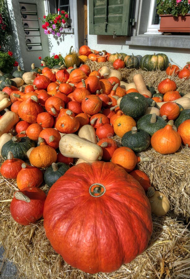 Assorted Pumpkins stock photo. Image of season, autumn - 33872212